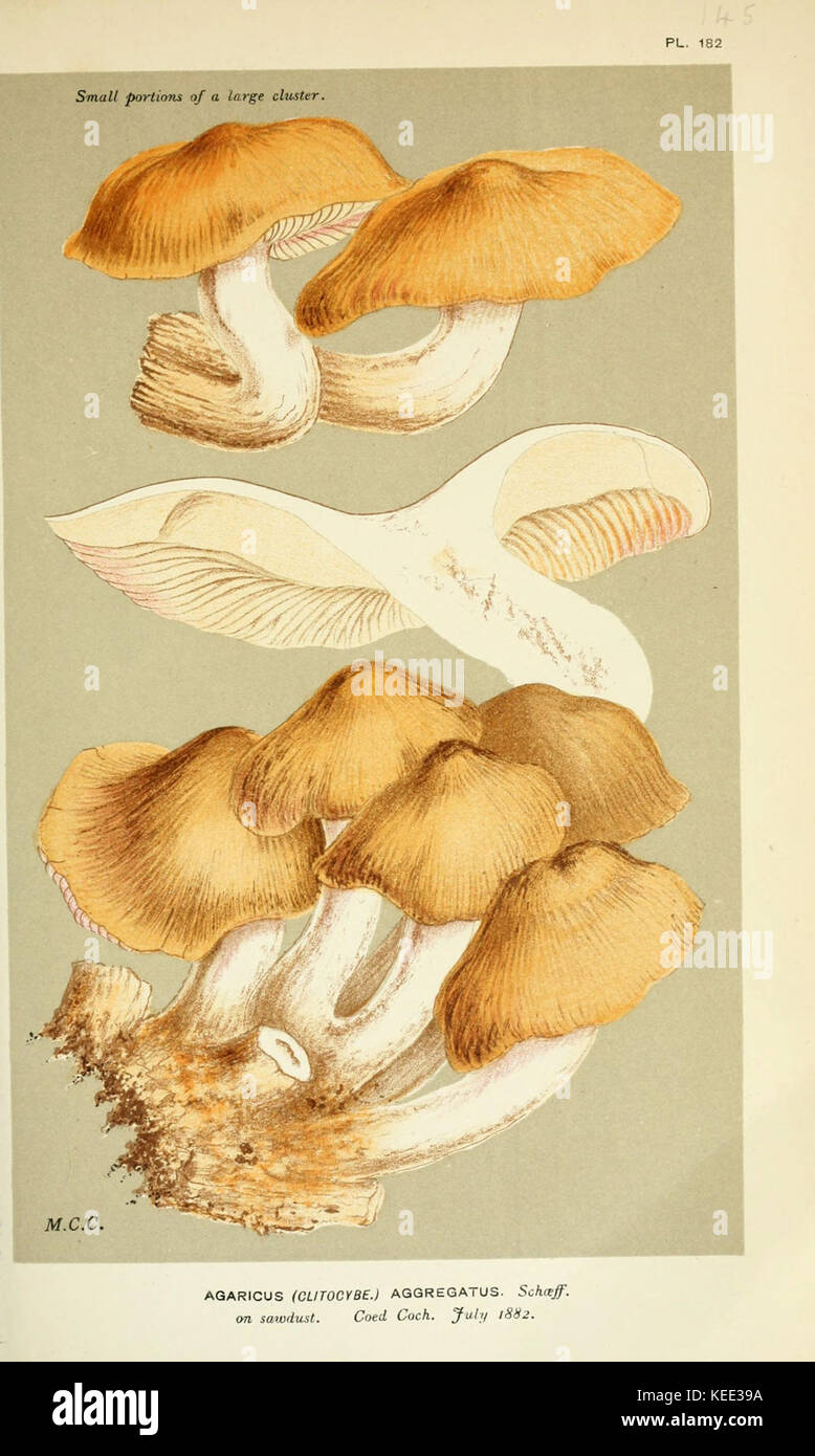Illustrations of British Fungi (Hymenomycetes), to serve as an atlas to ...