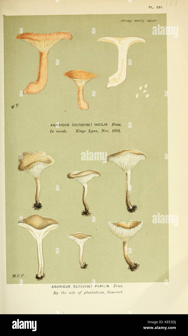 Illustrations of British Fungi (Hymenomycetes), to serve as an atlas to ...