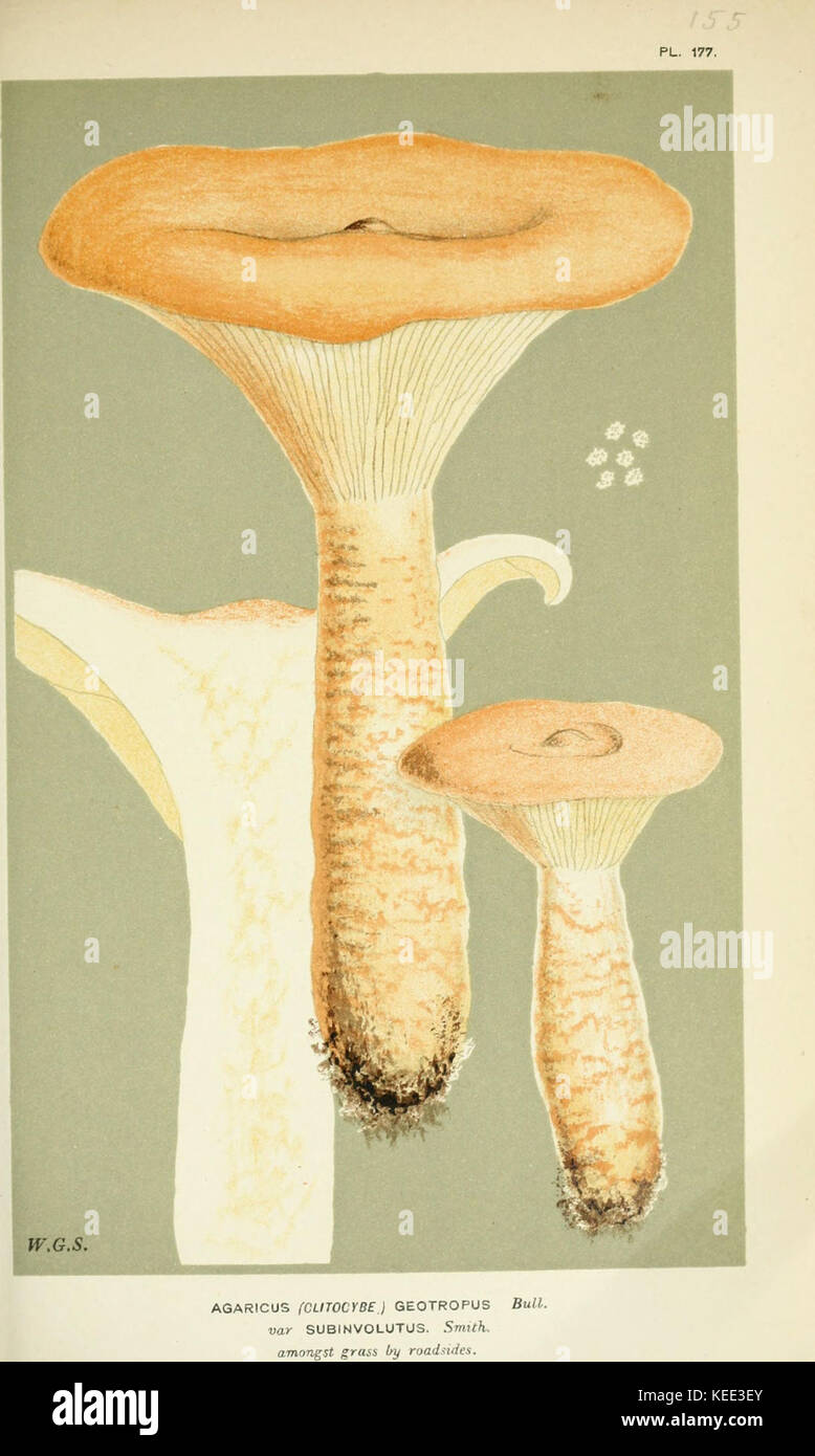 Illustrations of British Fungi (Hymenomycetes), to serve as an atlas to ...