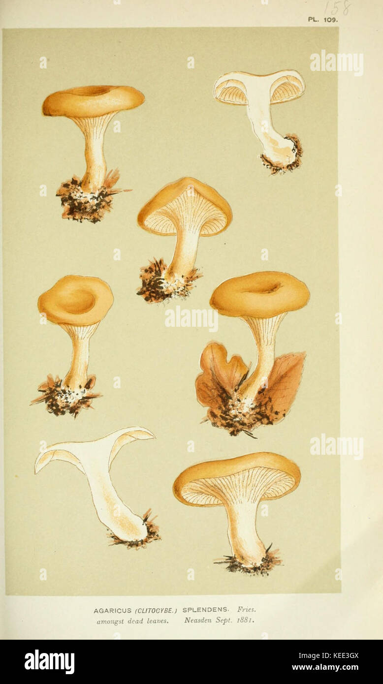 Illustrations of British Fungi (Hymenomycetes), to serve as an atlas to ...