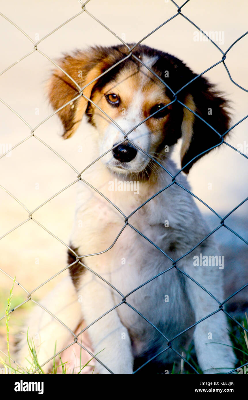 picture of a Cute stray dog. Sad puppy Stock Photo - Alamy