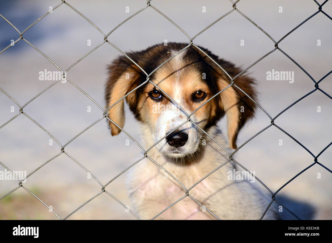 picture of a Cute stray dog. Sad puppy Stock Photo - Alamy
