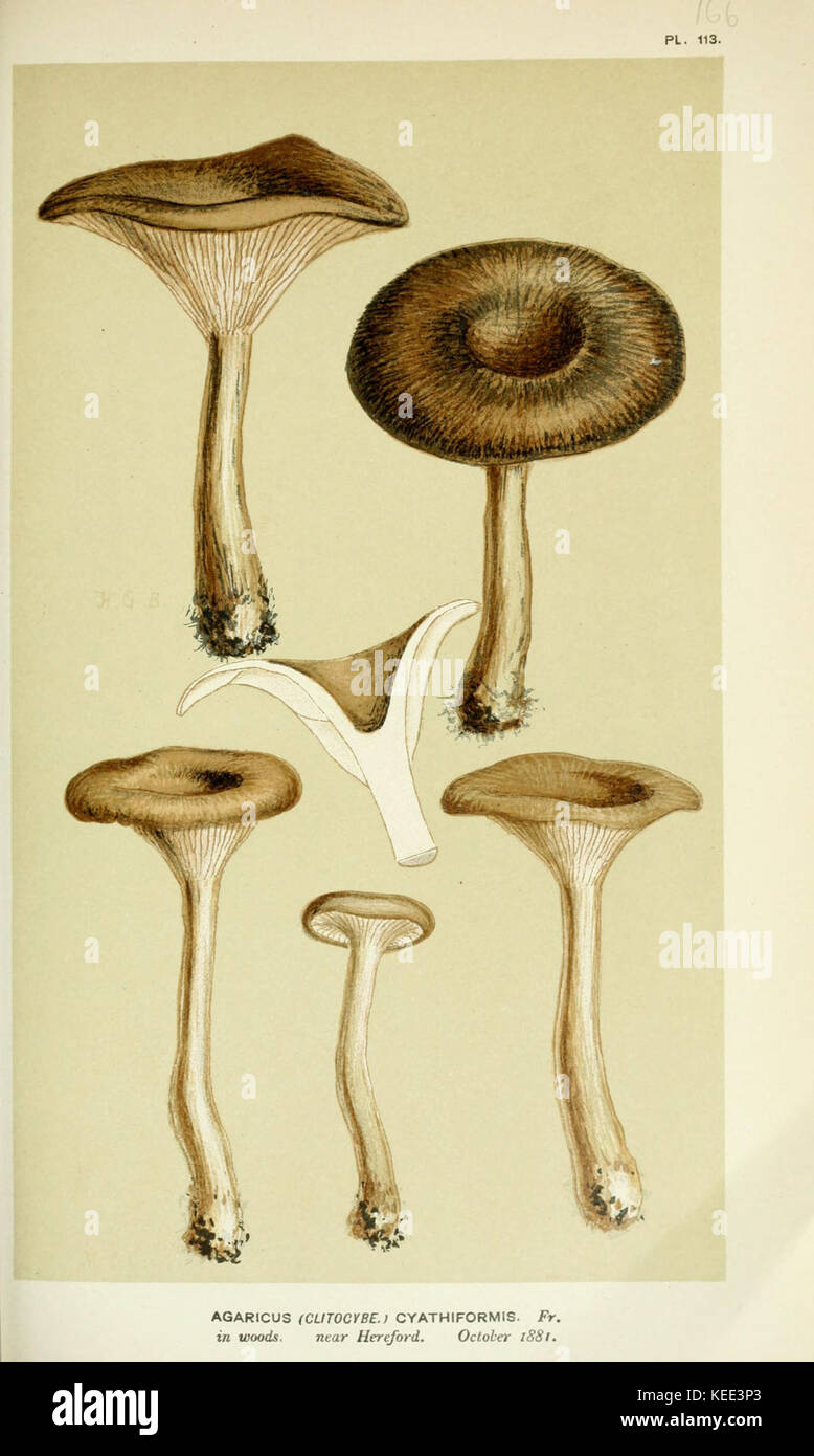 Illustrations of British Fungi (Hymenomycetes), to serve as an atlas to ...