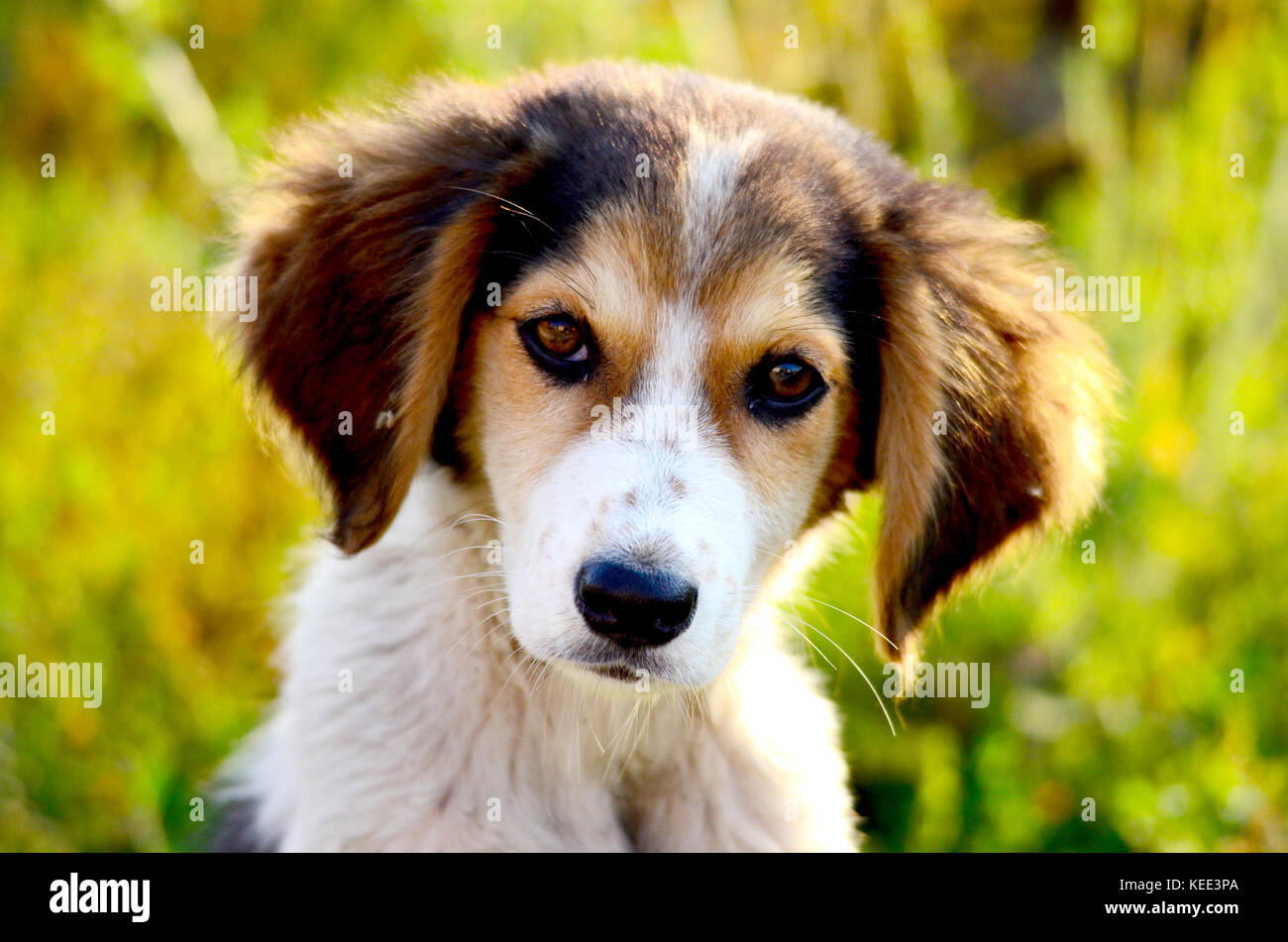 picture of a Cute stray dog. Sad puppy Stock Photo - Alamy