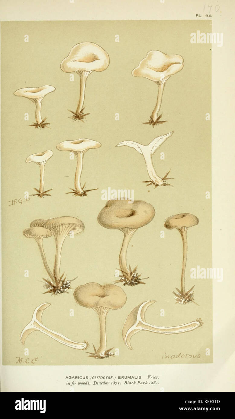 Illustrations of British Fungi (Hymenomycetes), to serve as an atlas to ...