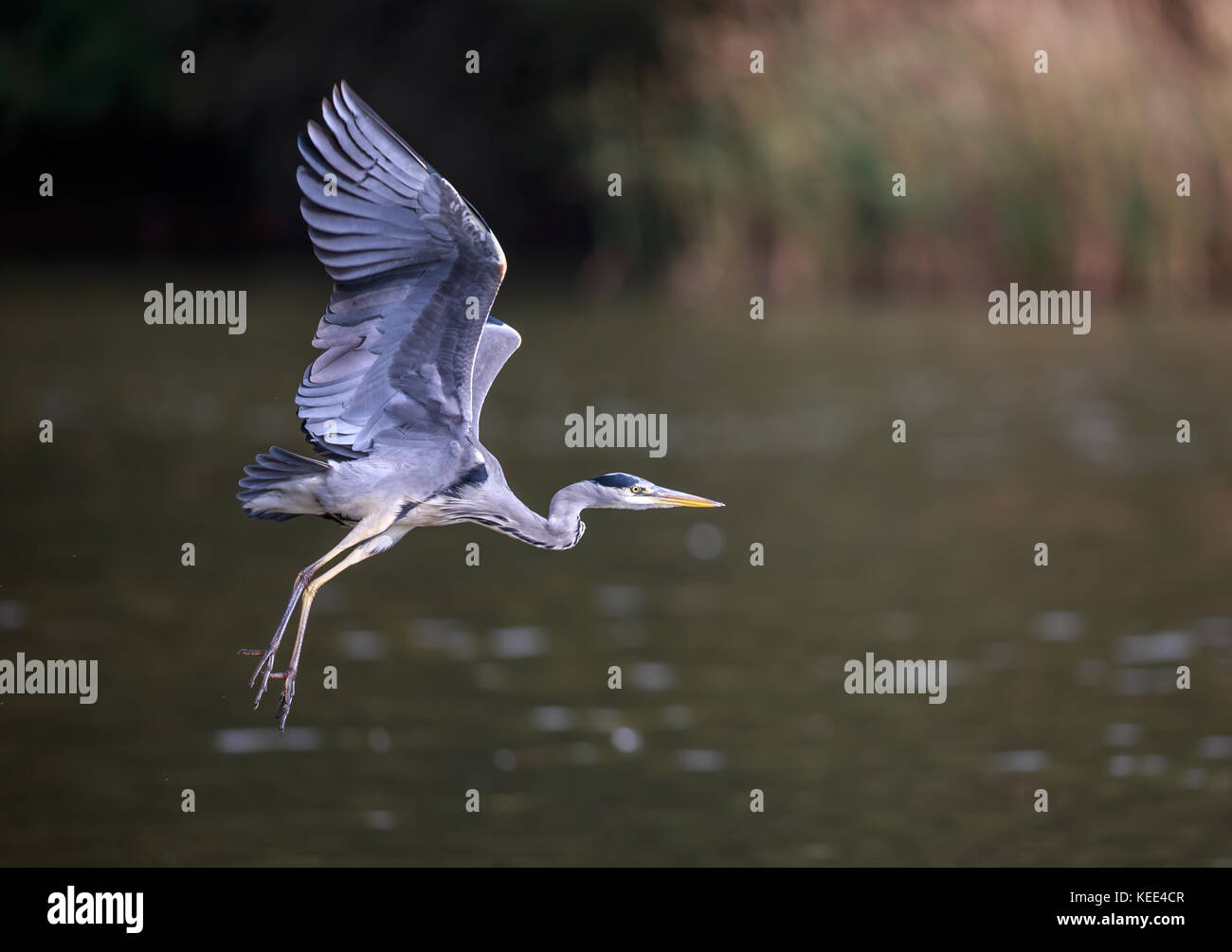 A Grey Heron in flight Stock Photo - Alamy