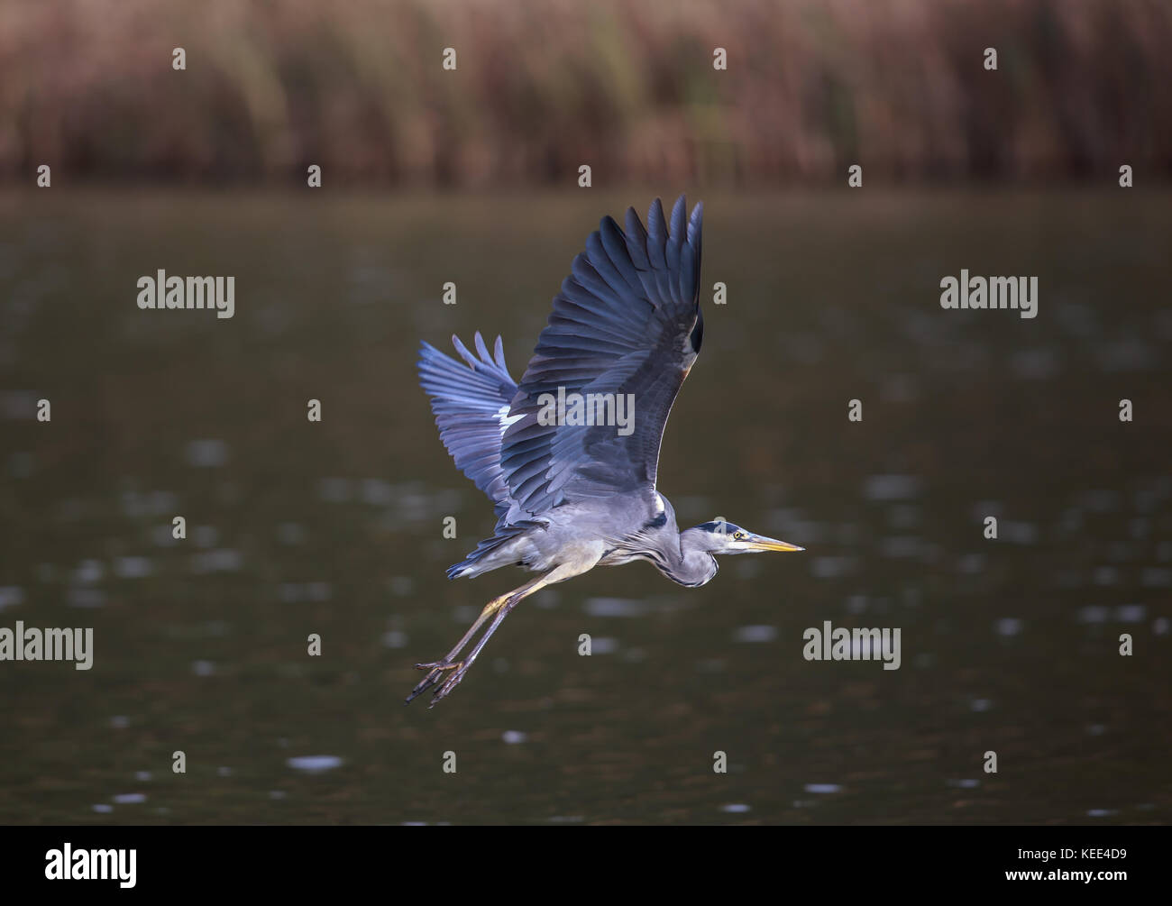 Heron uk take off hi-res stock photography and images - Alamy