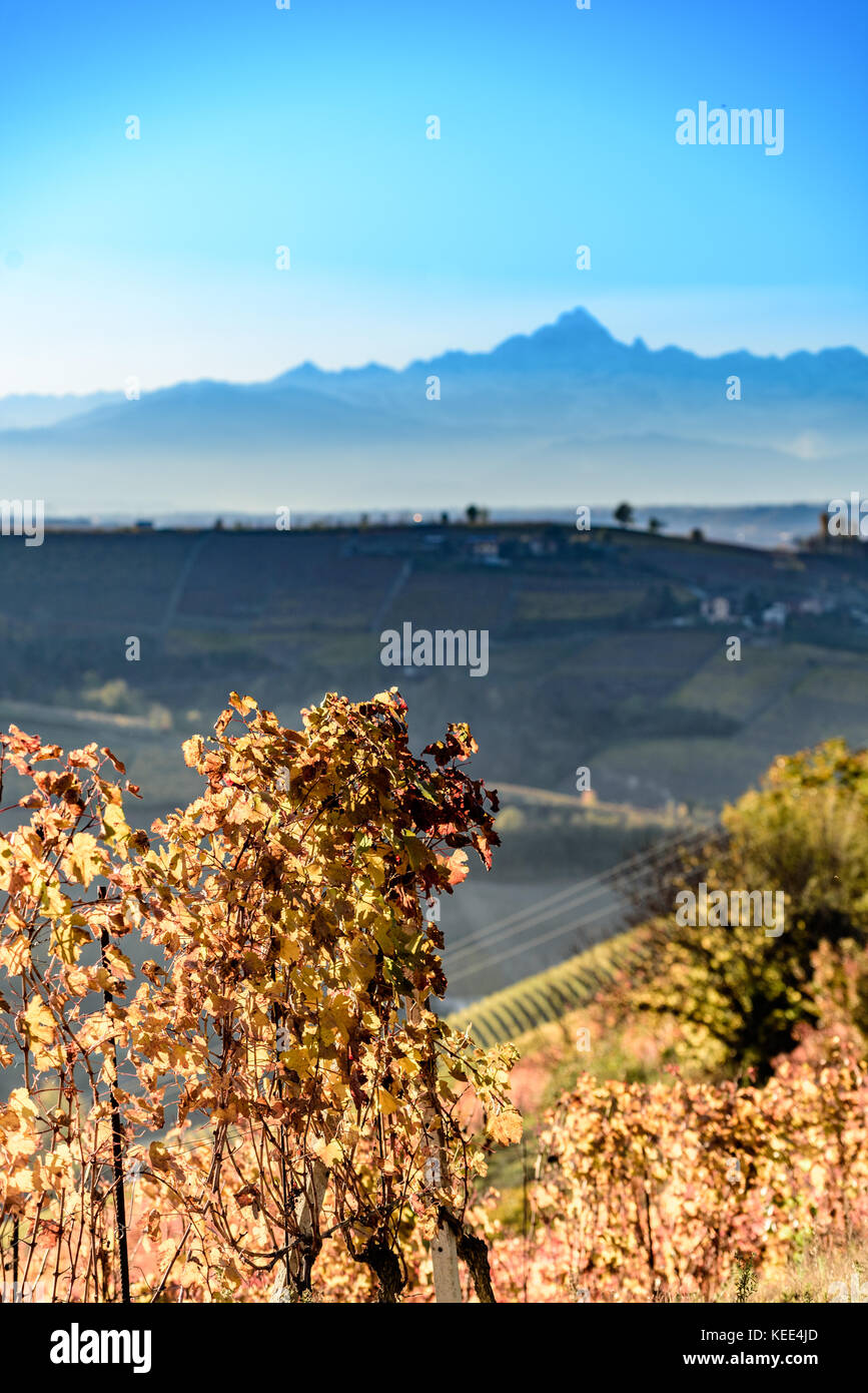 Autumn in northern italy region called langhe with colorful wineyards ...