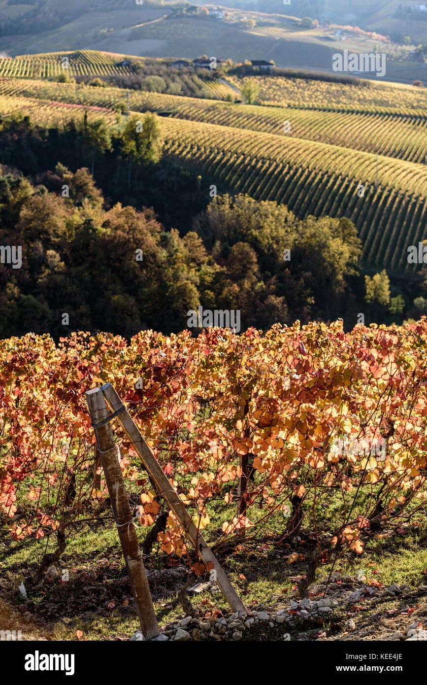 Autumn in northern italy region called langhe with colorful wineyards ...