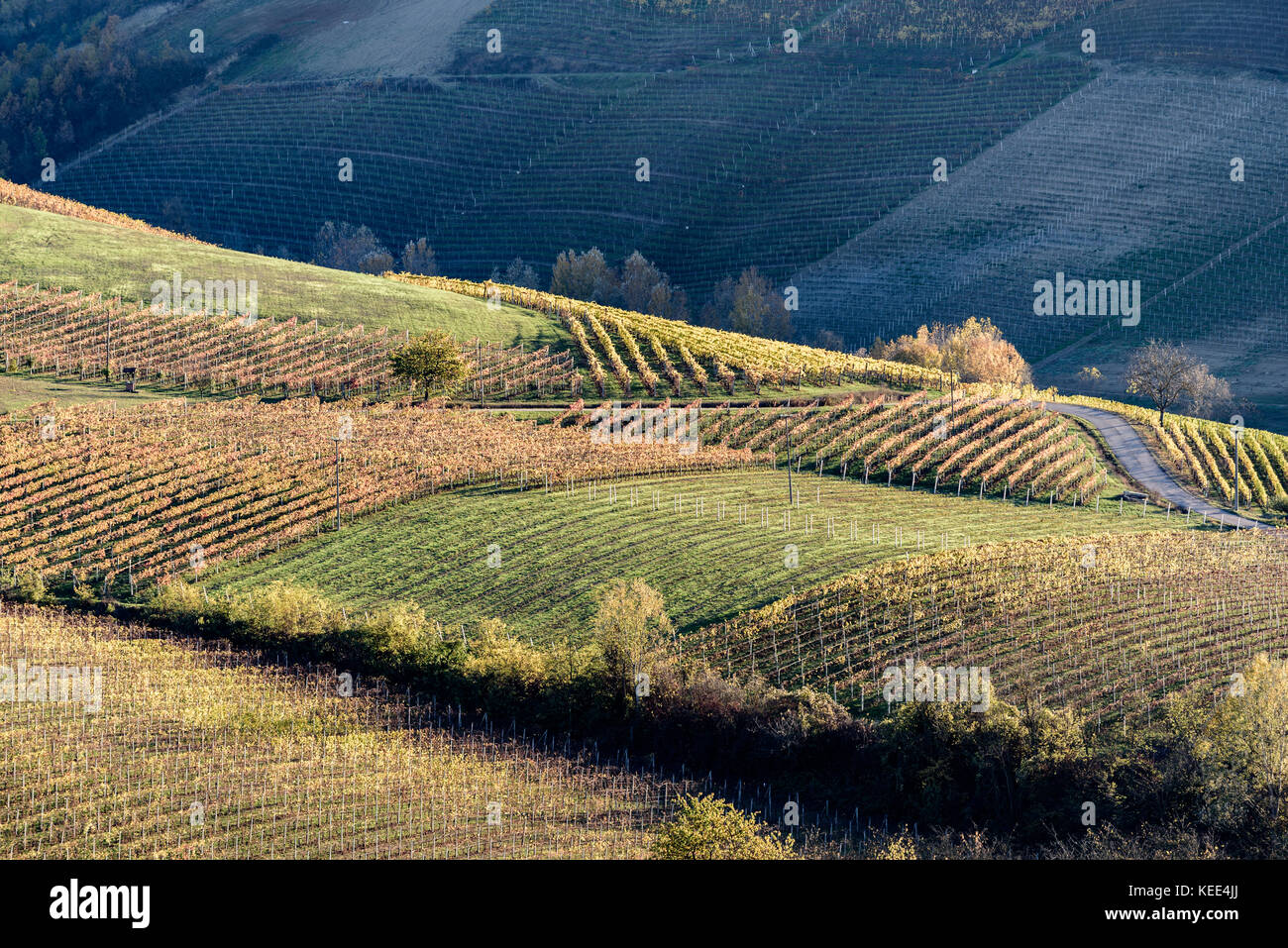 Autumn in northern italy region called langhe with colorful wineyards ...