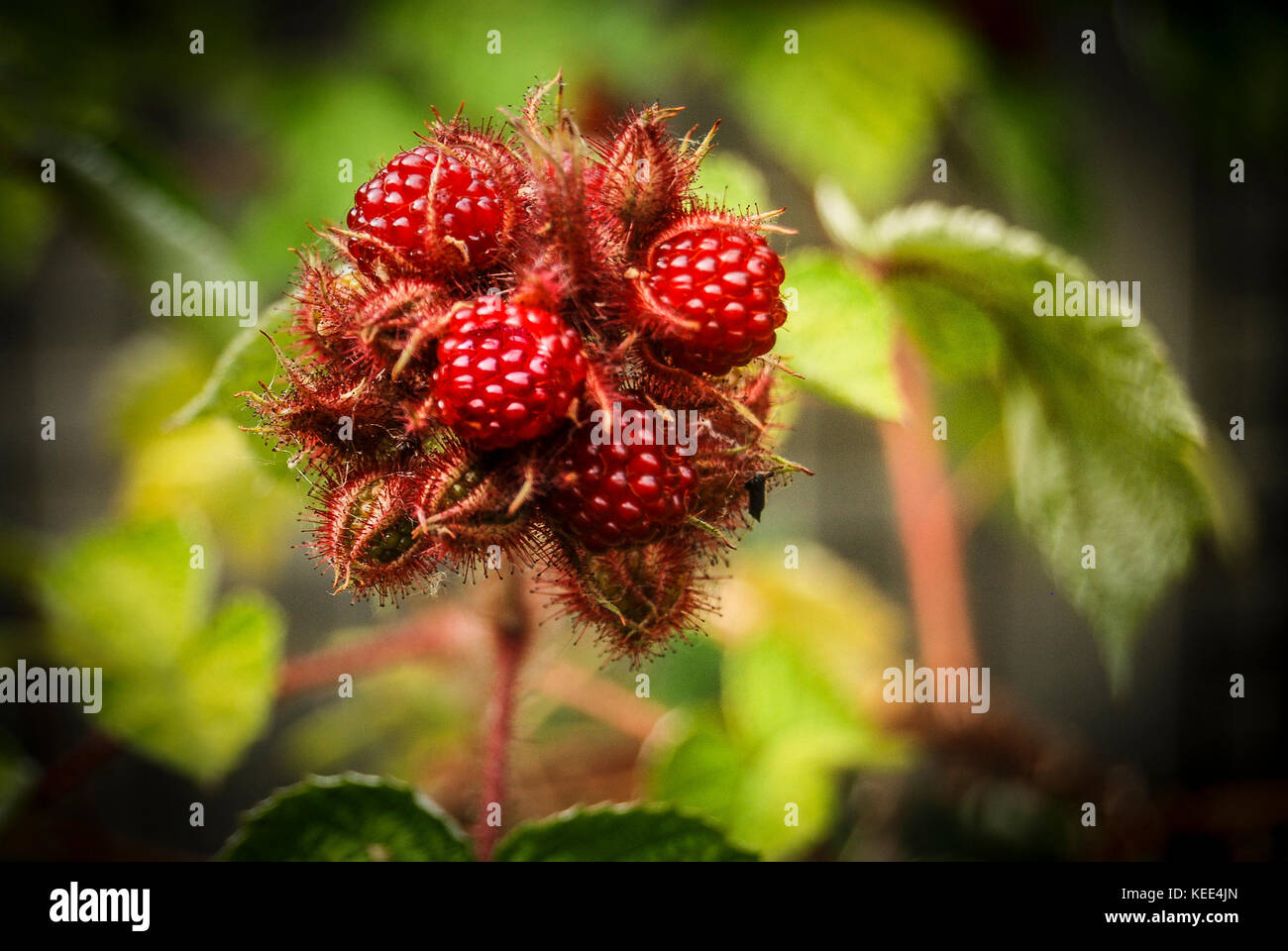 japanese wineberry rubus phoenicolasius Stock Photo - Alamy