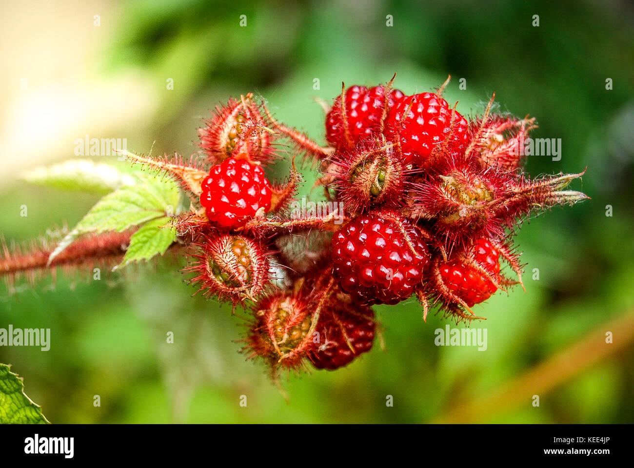 japanese wineberry rubus phoenicolasius Stock Photo - Alamy