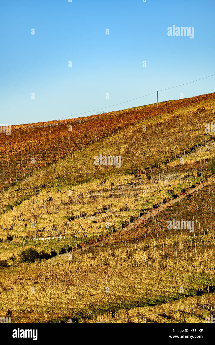 Autumn in northern italy region called langhe with colorful wineyards ...