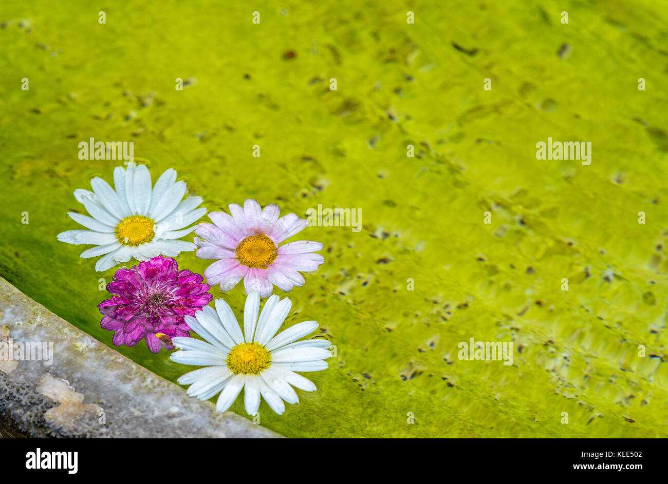 Daisy flower on a fresh water basin in a spa Stock Photo - Alamy