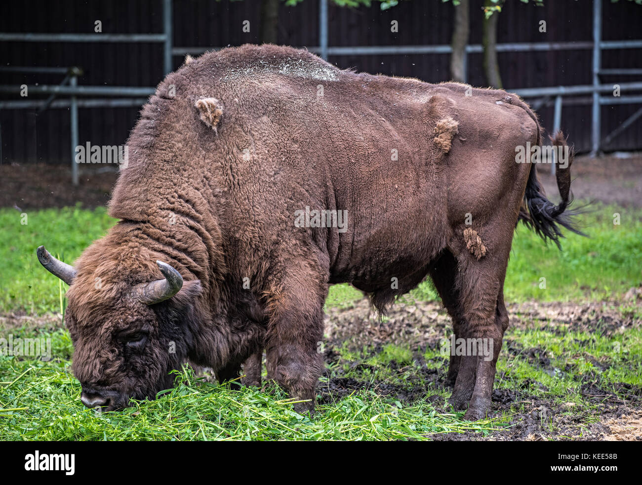 European male buffalo in a park is an endangered species Stock Photo ...