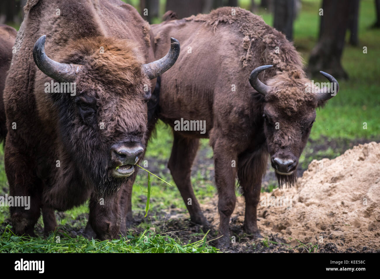 European male buffalo in a park is an endangered species Stock Photo ...