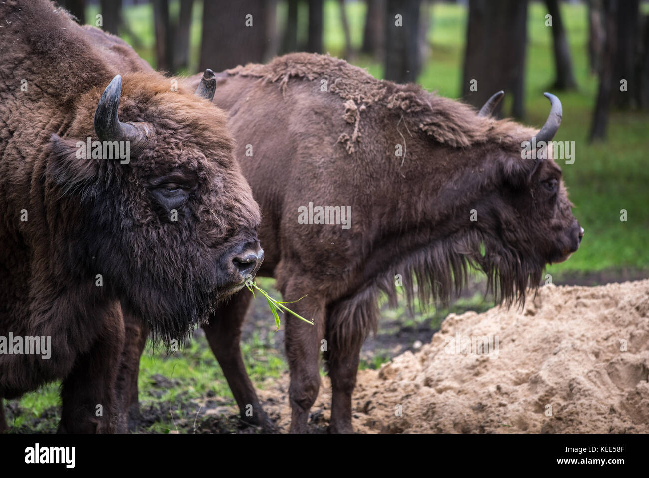 European male buffalo in a park is an endangered species Stock Photo ...