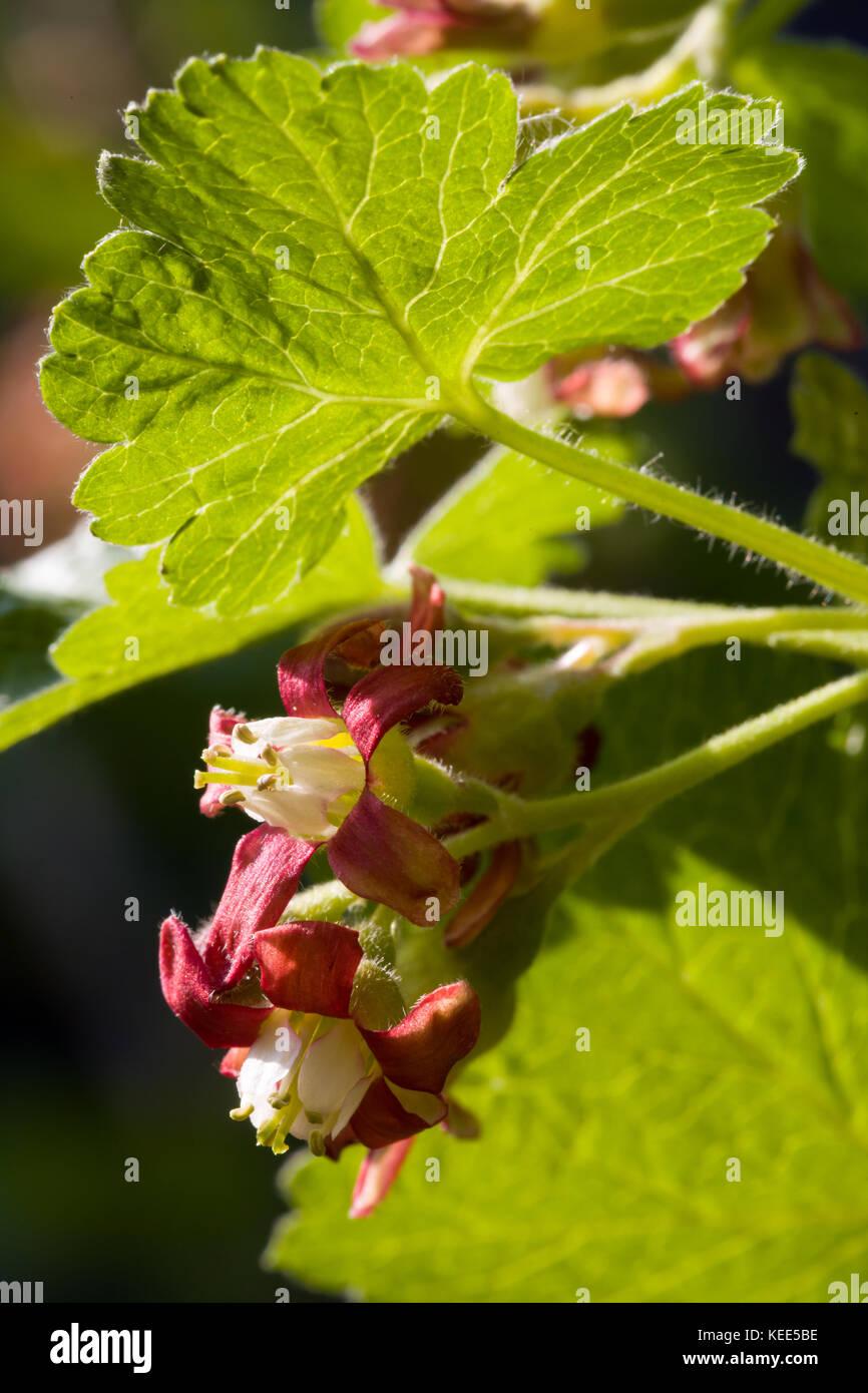 Ribes nidigrolaria josta hi-res stock photography and images - Alamy