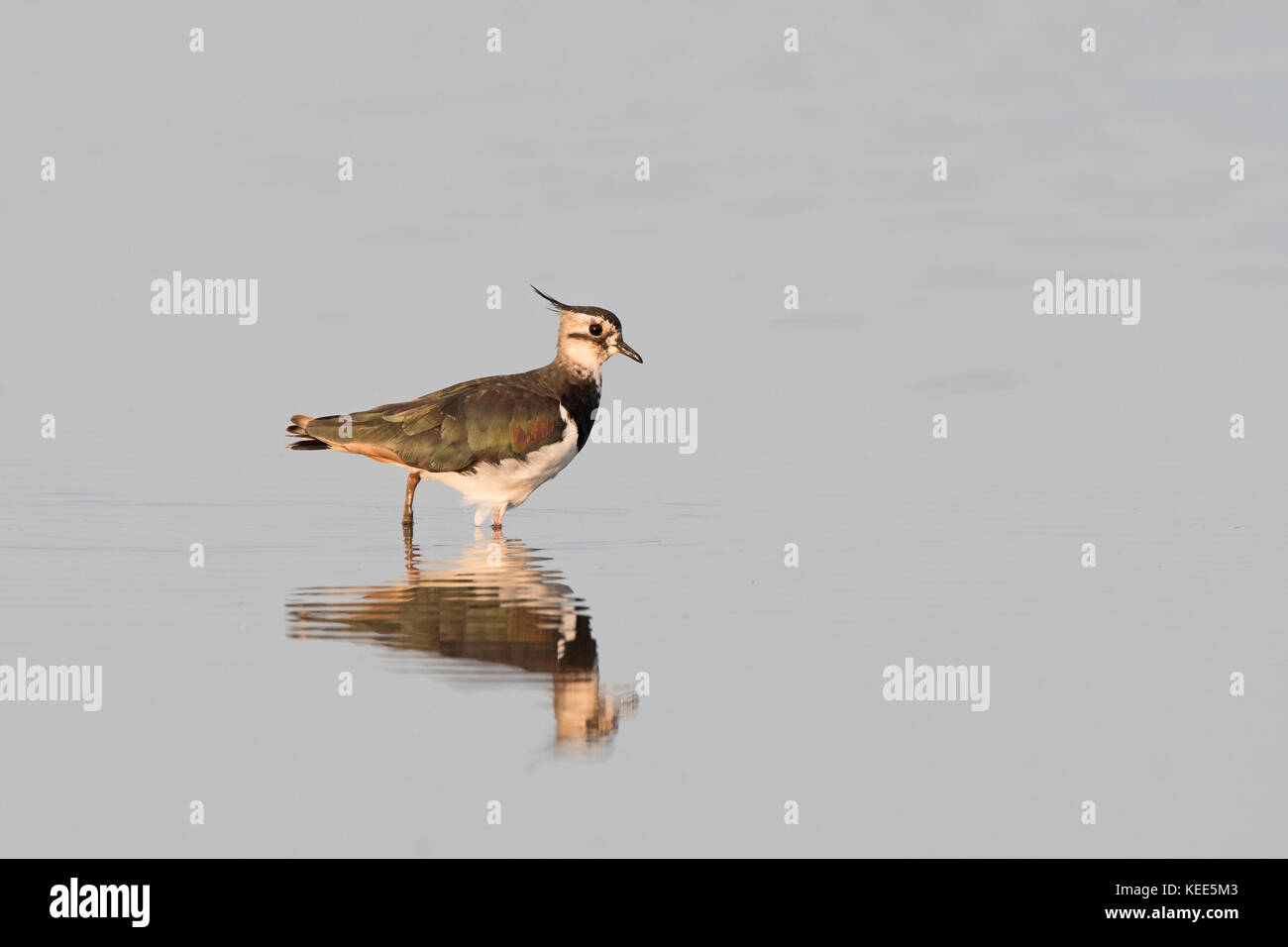 Northern Lapwing Vanellus vanellus Titchwell RSPB Reserve August Stock ...