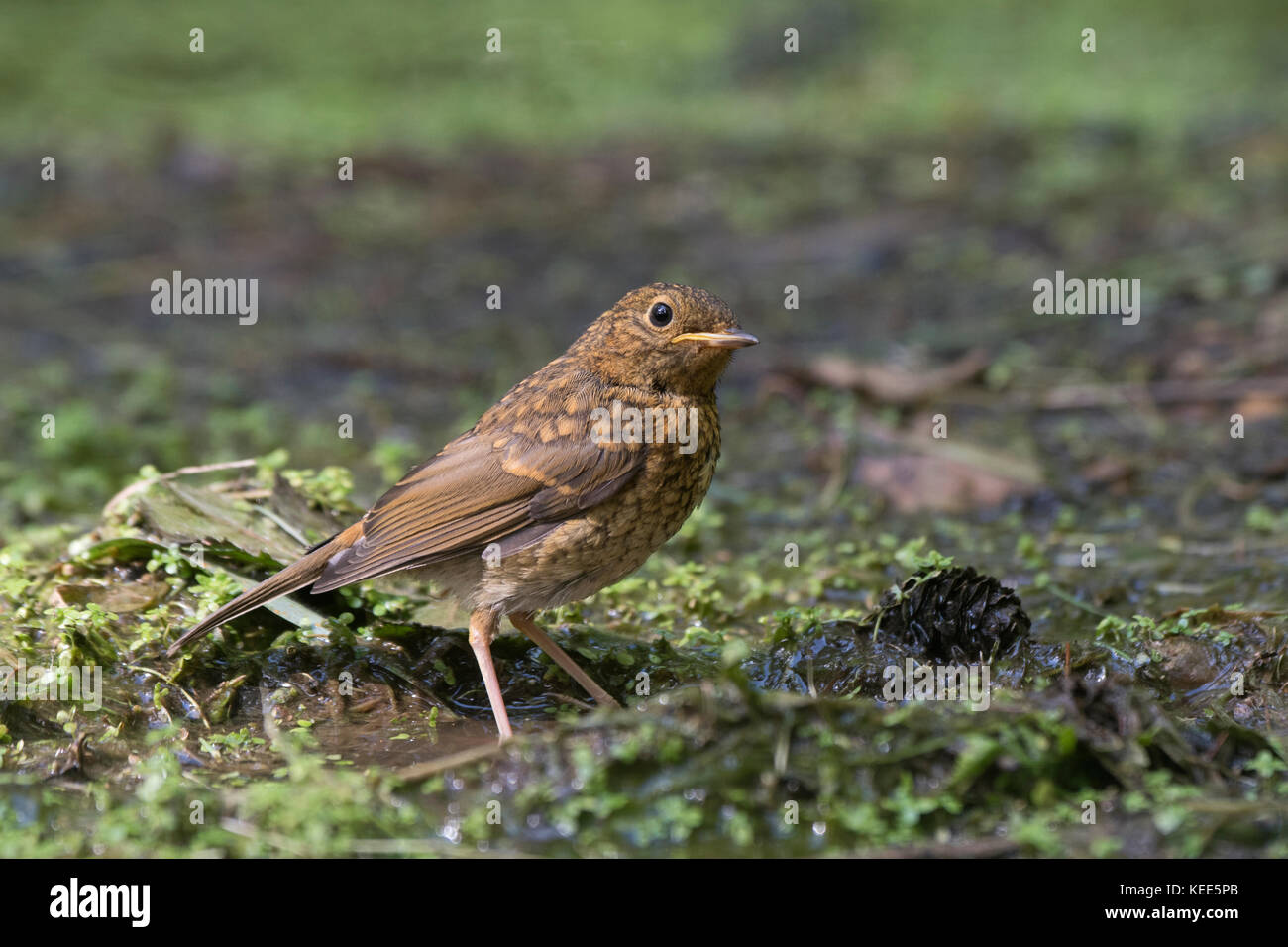 European Robin Erithacus rubecula juvenile recently fledged Norfolk ...