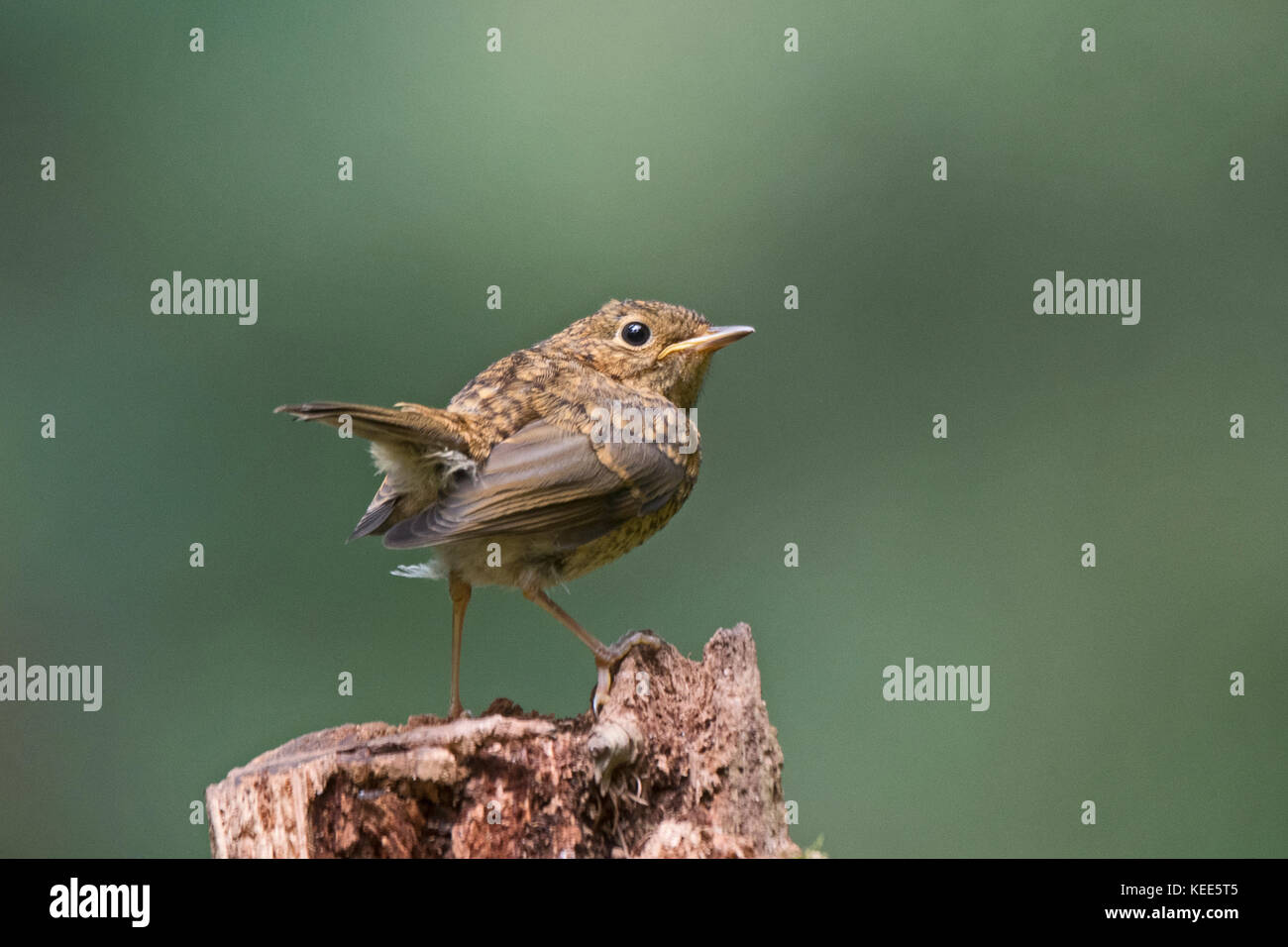 European Robin Erithacus rubecula juvenile recently fledged Norfolk ...