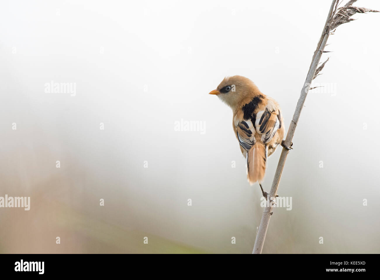 Bearded Tit (Bearded reedling) Panurus biarmicus juvenile male in ...