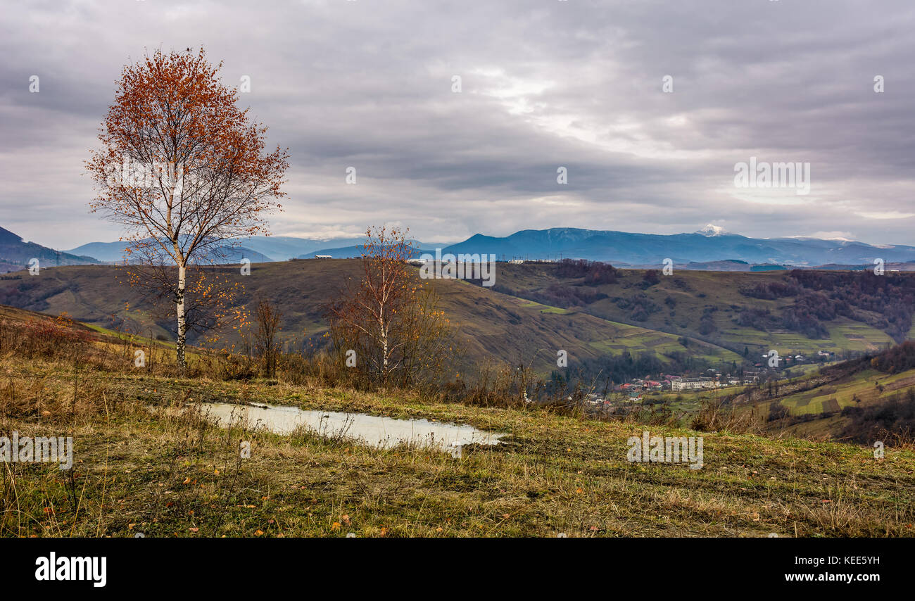 Birch tree on mountain slope hi-res stock photography and images - Alamy