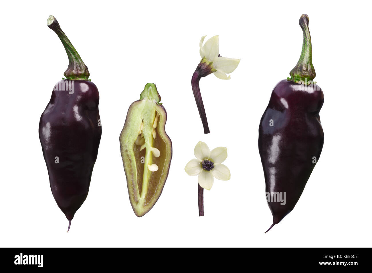 Pimenta De Neyde chile pepper (Capsicum chinense), whole and split pods ...