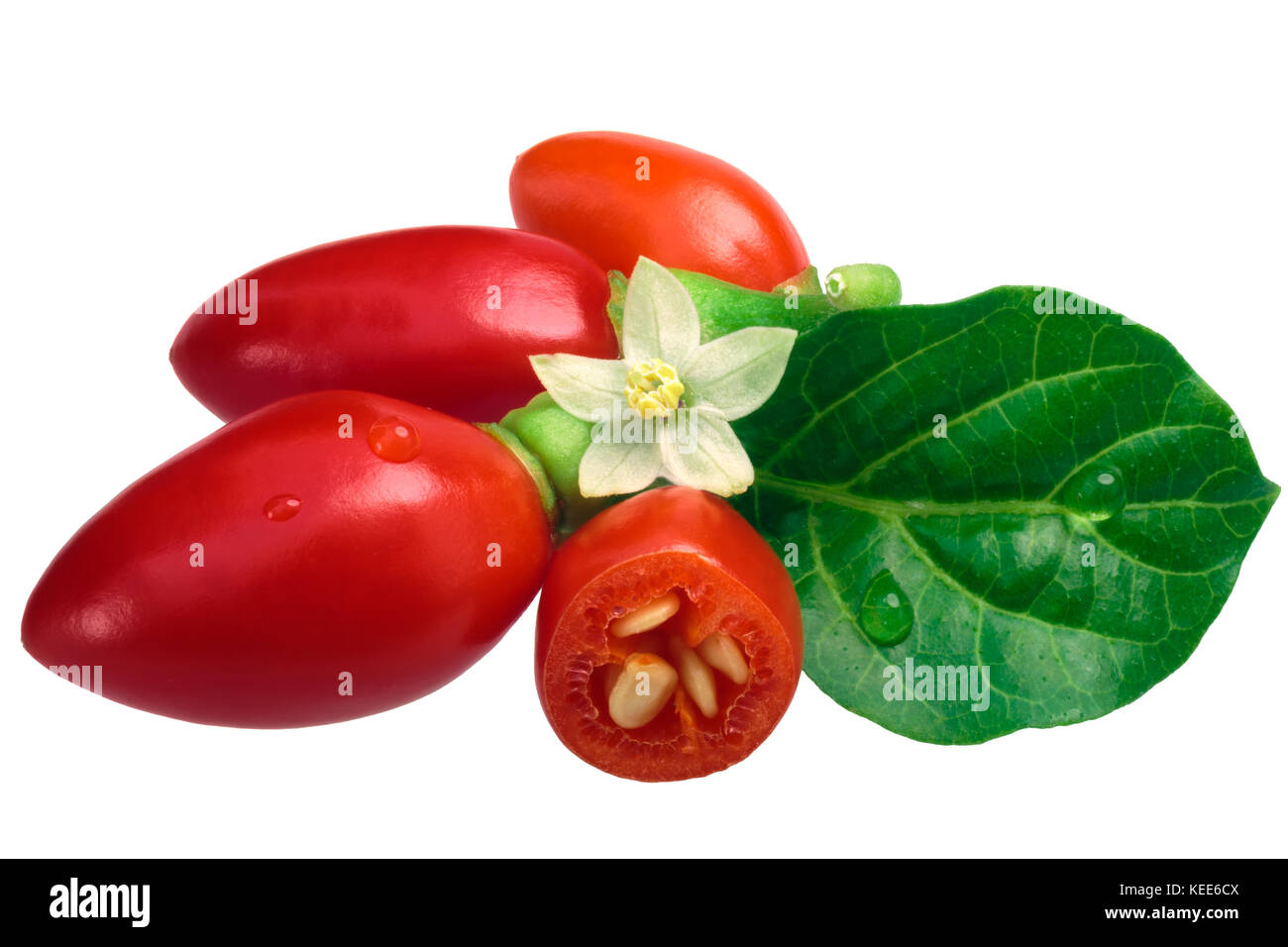 Capsicum chinense pepper pods, small, bullet-like, unknown variety with ...