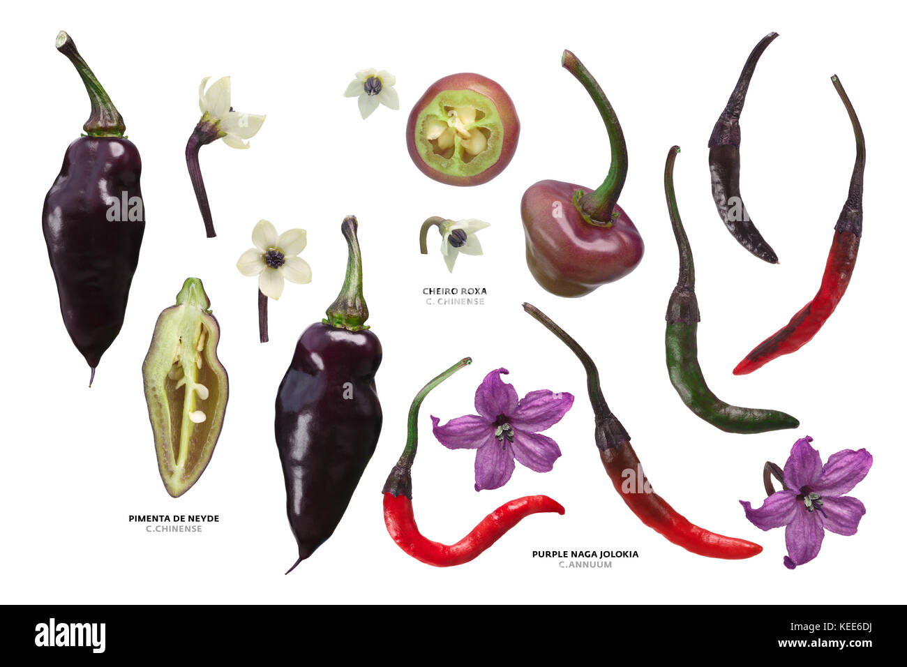 Purple Capsicums (chile pepper fruits). Annuum and chinense species ...