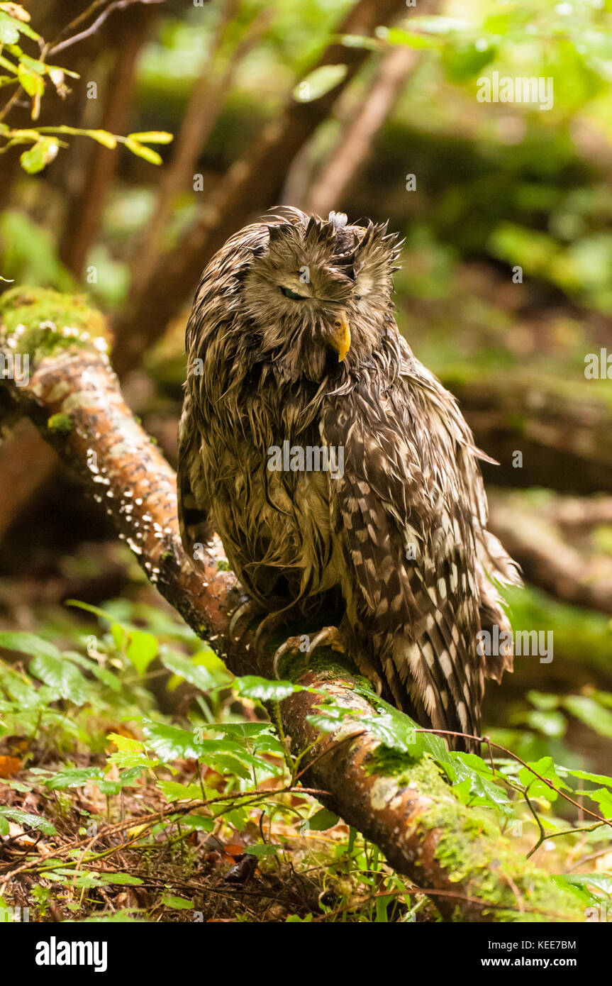 Sleepy willow hi-res stock photography and images - Alamy