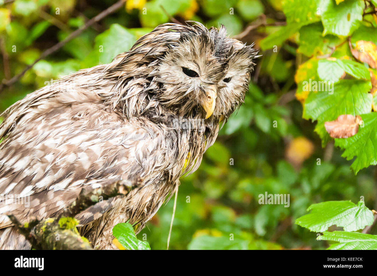 Owl eyes sleepy hi-res stock photography and images - Alamy