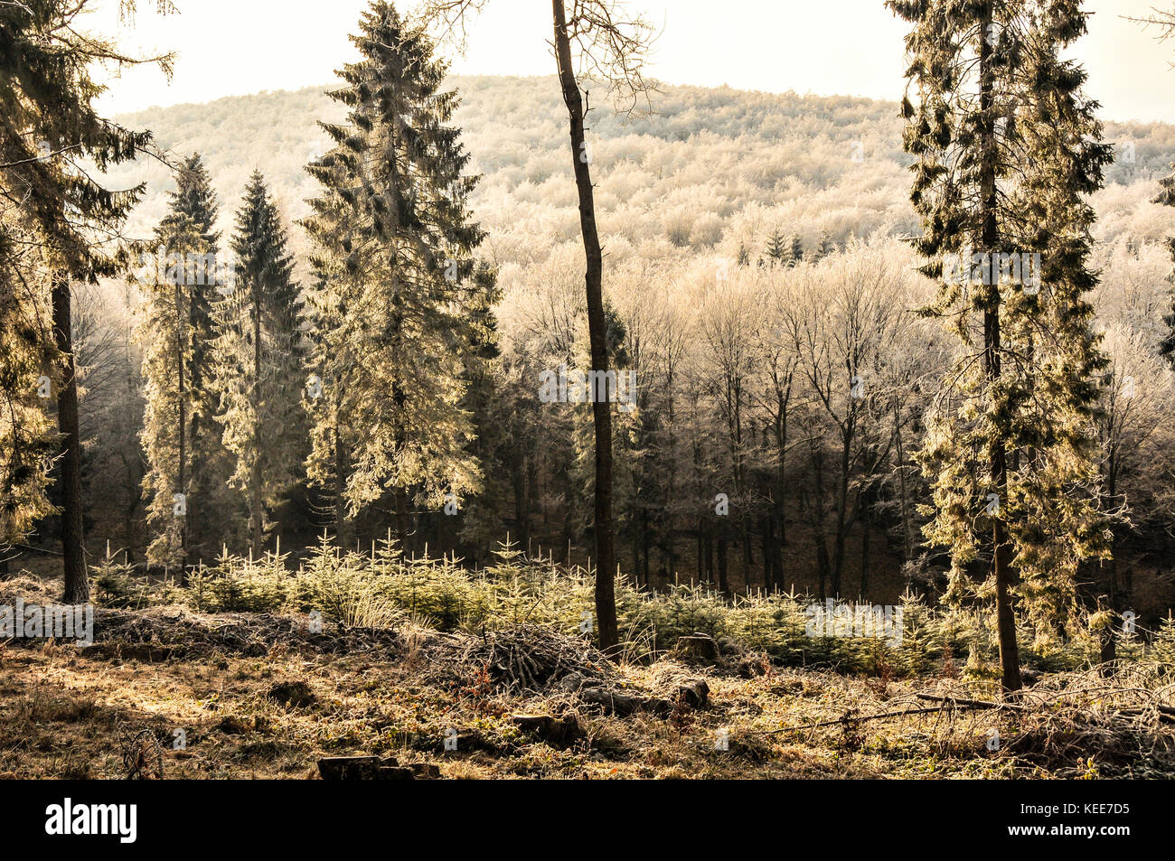 Winter woodland dawn hi-res stock photography and images - Alamy