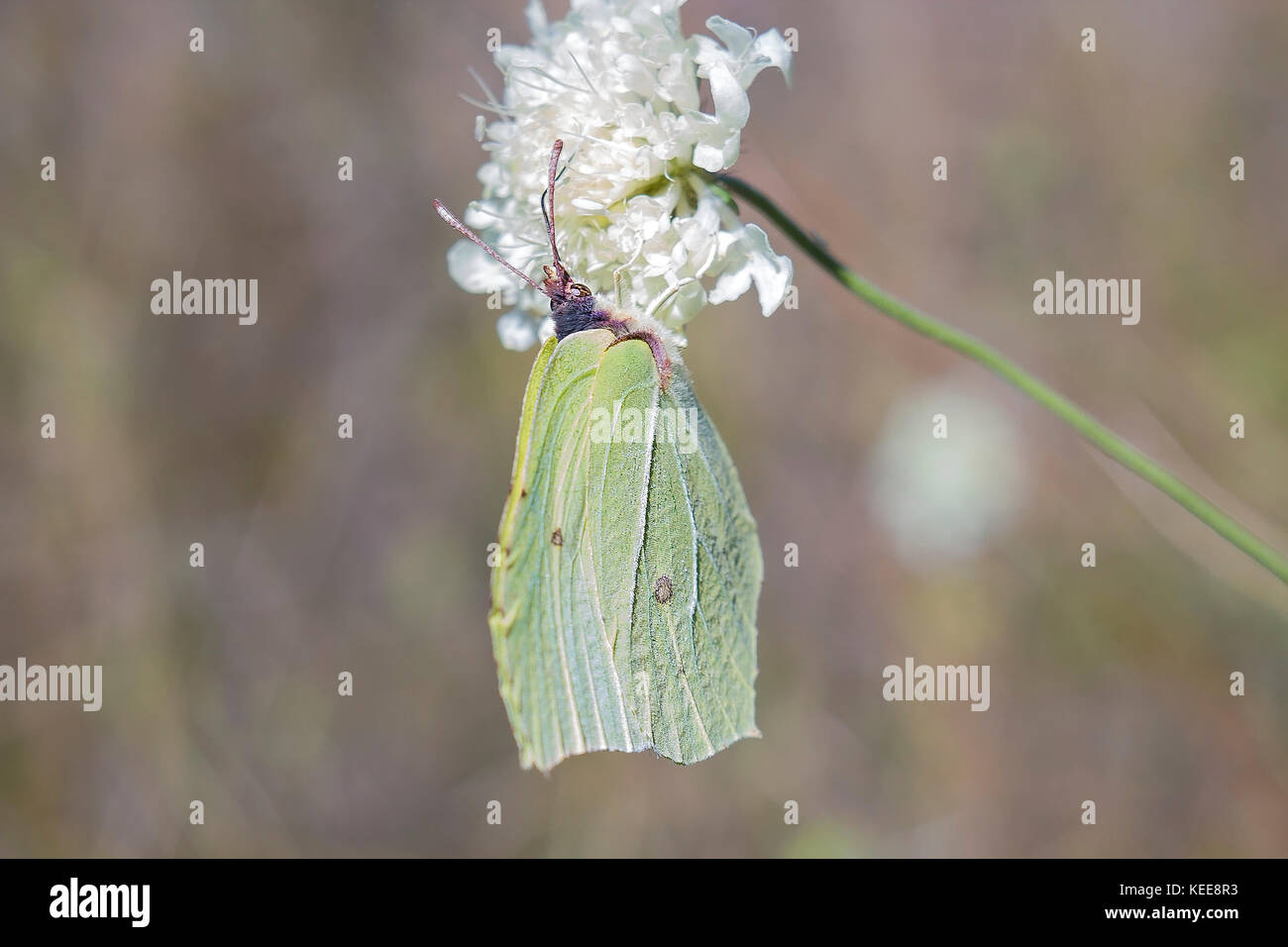 Gonepteryx rhamni sitting on white flower. Butterfly Common brimstone ...