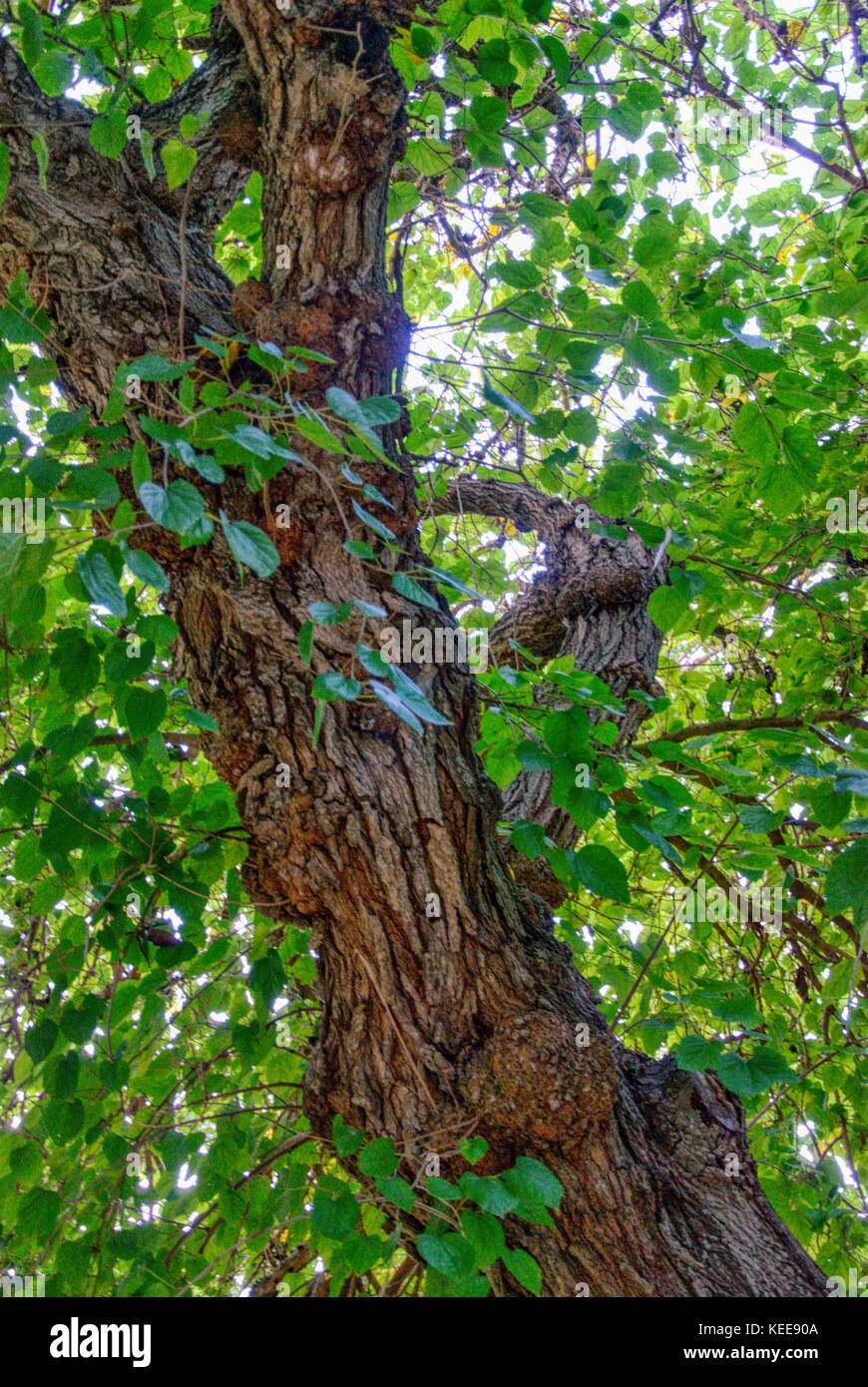 alaior afternoon, menorca, balaric islands, spain Stock Photo - Alamy