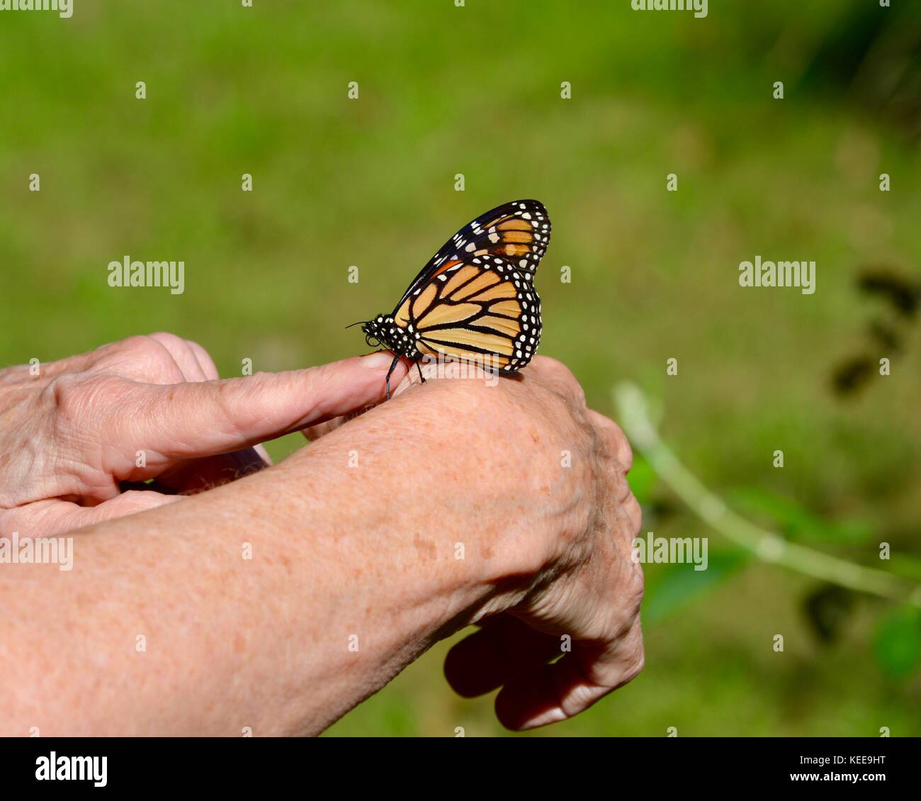 Monarch butterfly on a finger Stock Photo - Alamy