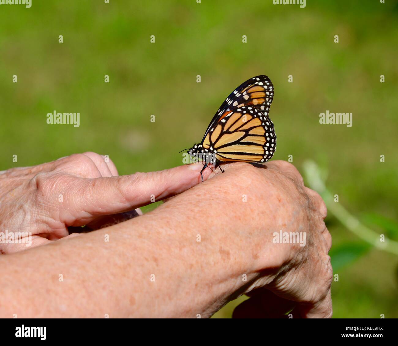 Monarch butterfly on a finger Stock Photo - Alamy