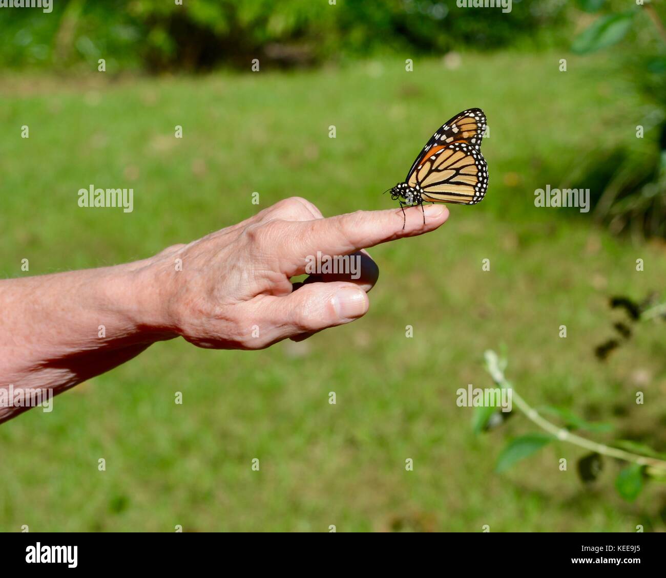 Monarch butterfly on a finger Stock Photo - Alamy