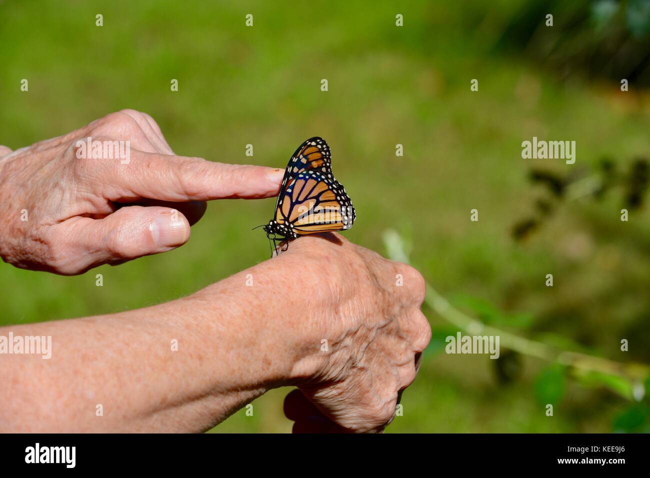 Monarch butterfly on a finger Stock Photo - Alamy