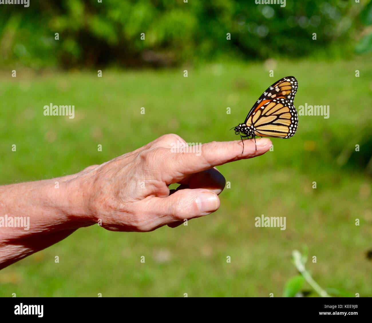 Monarch Butterfly On Finger Monarch Butterfly Numbers Down For Second
