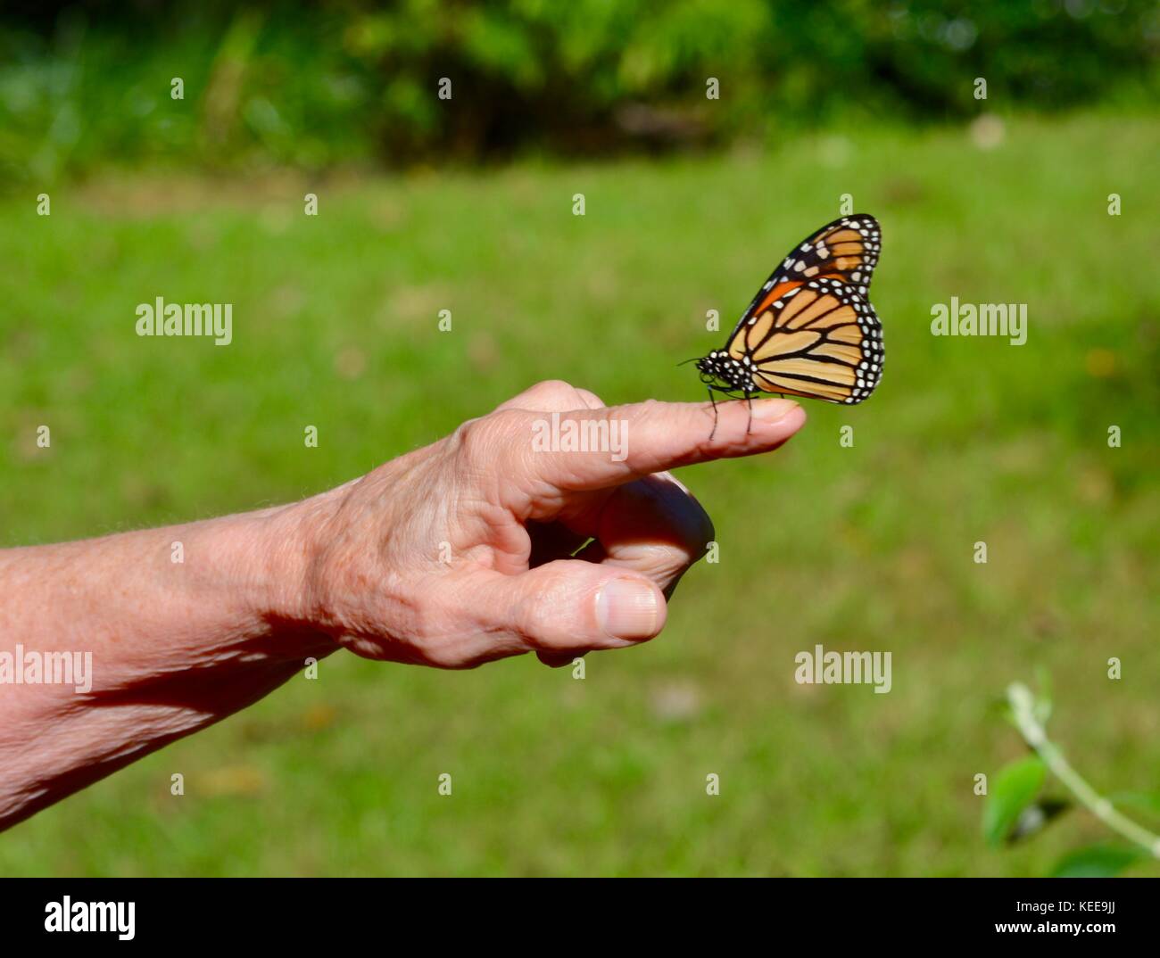 Monarch butterfly on a finger Stock Photo - Alamy