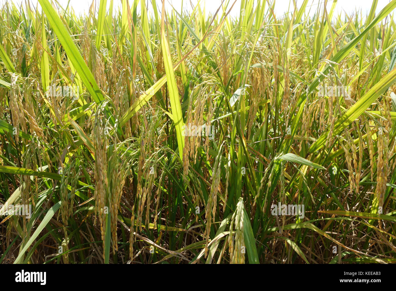 Ripe rice grains in Asia before harvest Stock Photo - Alamy