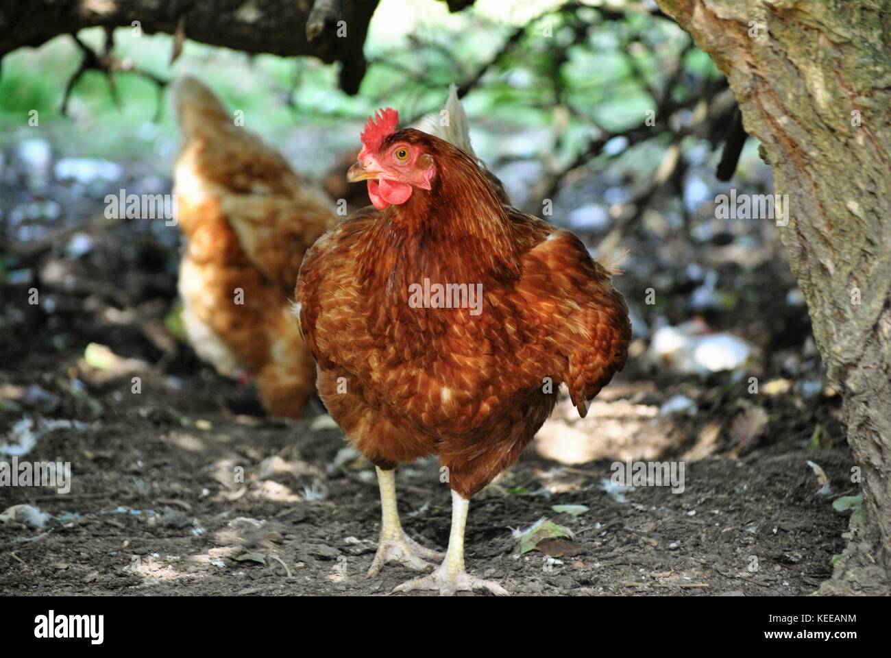 Red free range chicken on English farm Stock Photo - Alamy