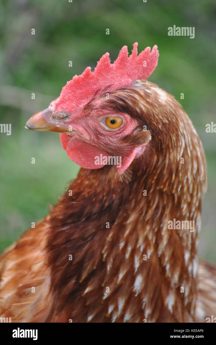 Red free range chicken on English farm Stock Photo - Alamy