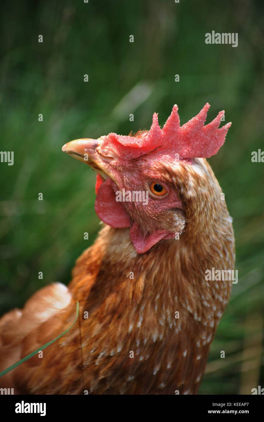 Free range chicken on hi-res stock photography and images - Alamy