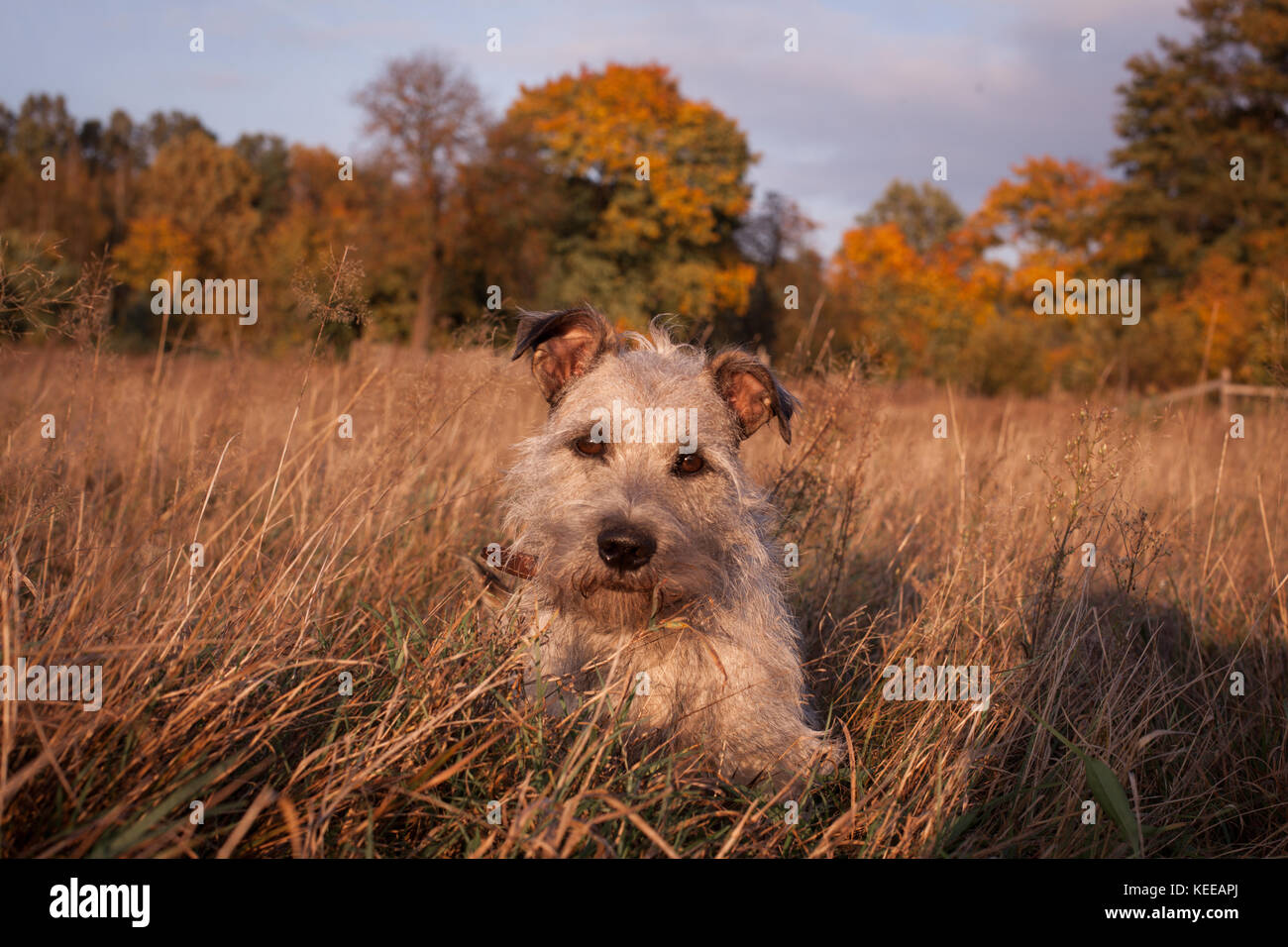 A cute mongrel in autumn portrait / A cute little dog on an autumn ...
