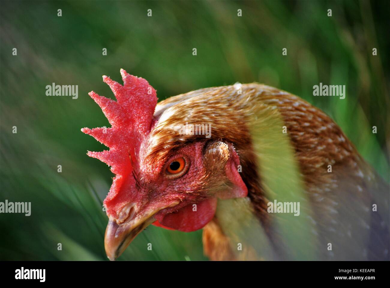 Red free range chicken on English farm Stock Photo - Alamy