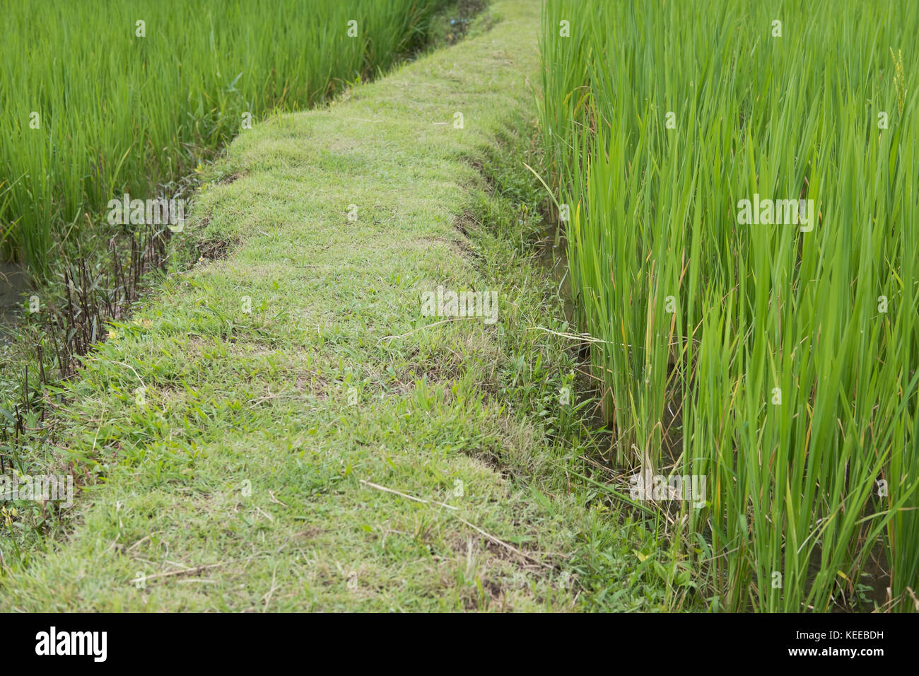 walkway between green rice growing in paddy field. plantation, farm ...