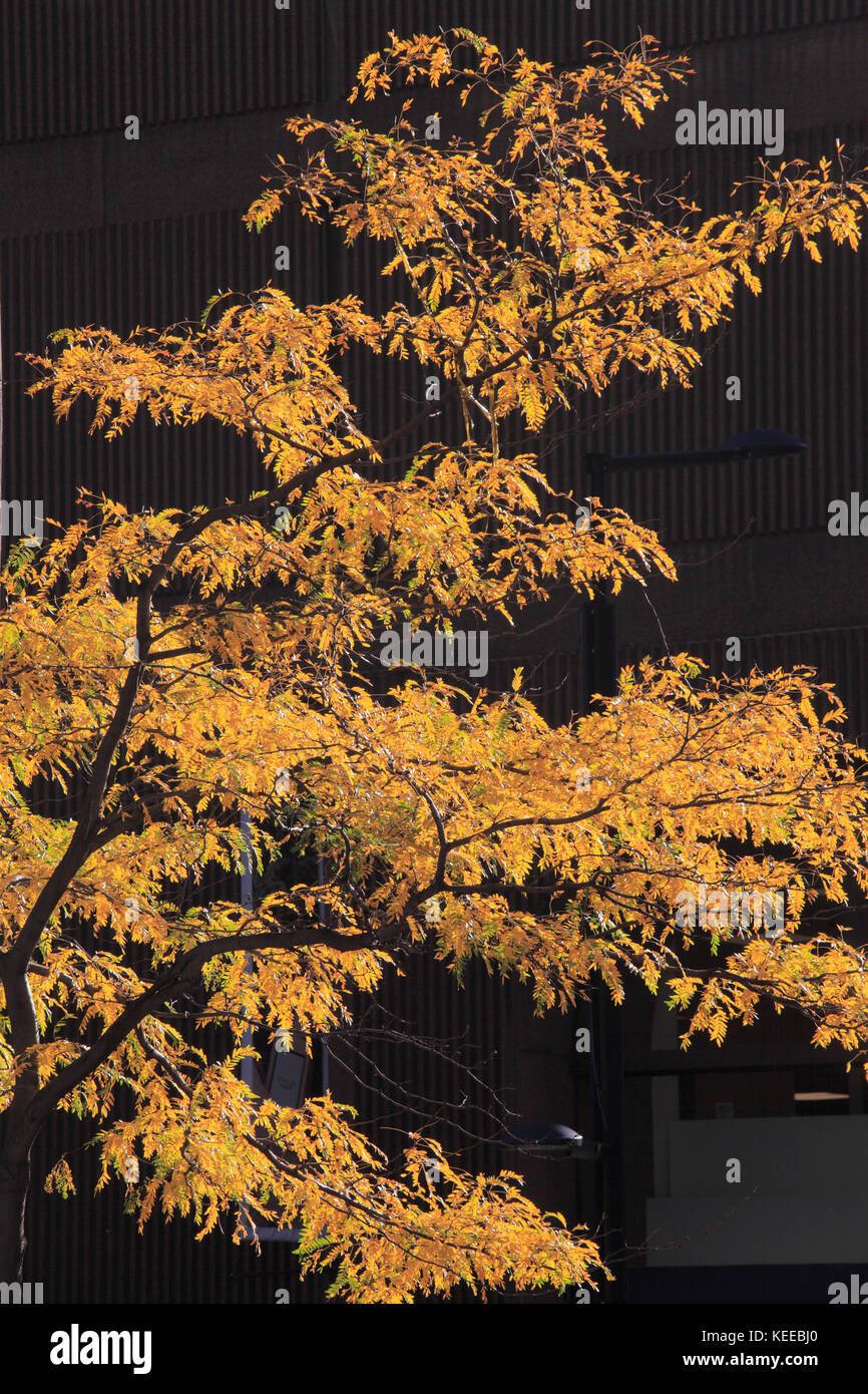Fall foliage canada hi-res stock photography and images - Alamy