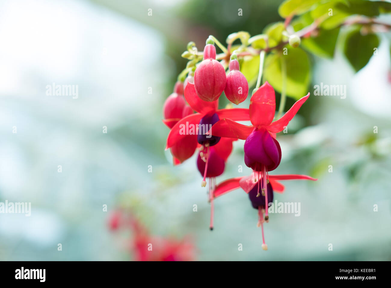 pink purple fuchsia magellanica. hummingbird flower in park. hanging ...